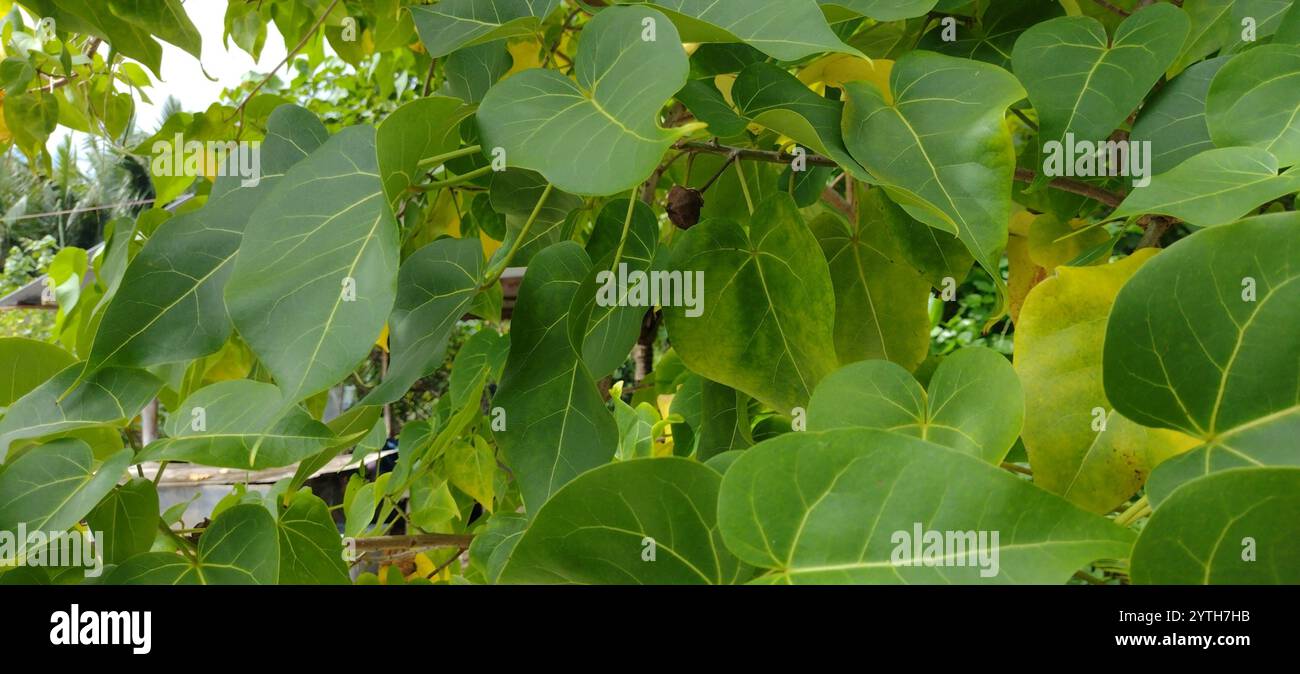 Portia tree (Thespesia populnea Stock Photo - Alamy