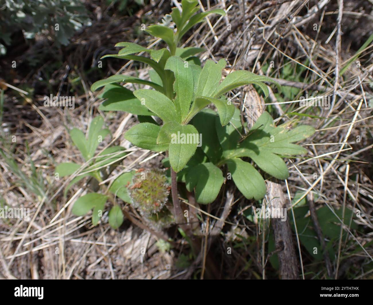 ballhead waterleaf (Hydrophyllum capitatum Stock Photo - Alamy