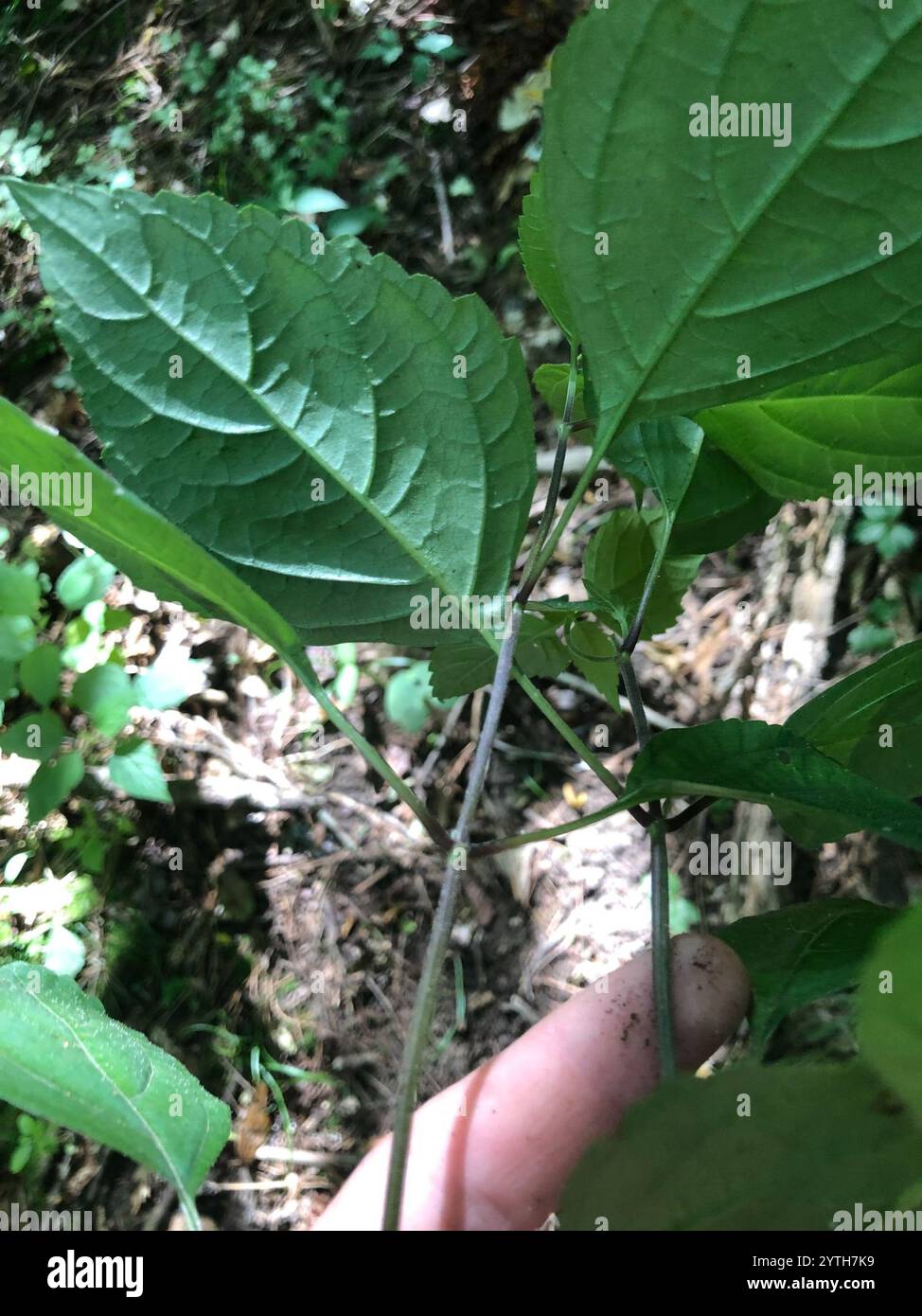 citronella horse balm (Collinsonia canadensis Stock Photo - Alamy