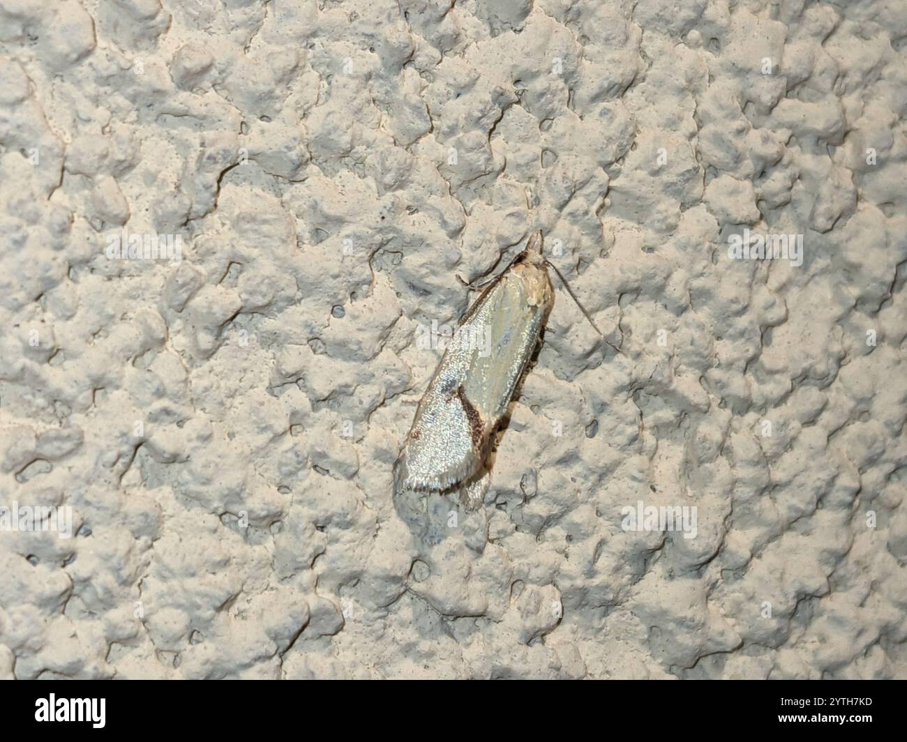 Common Yellow Conch (Agapeta hamana Stock Photo - Alamy