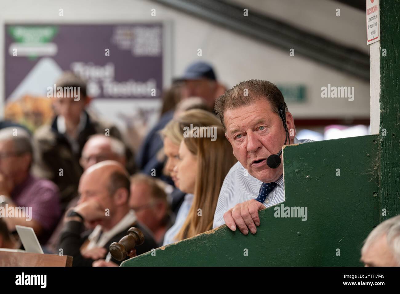 Sale of North of England mule gimmer lambs at Hawes, North Yorkshire ...