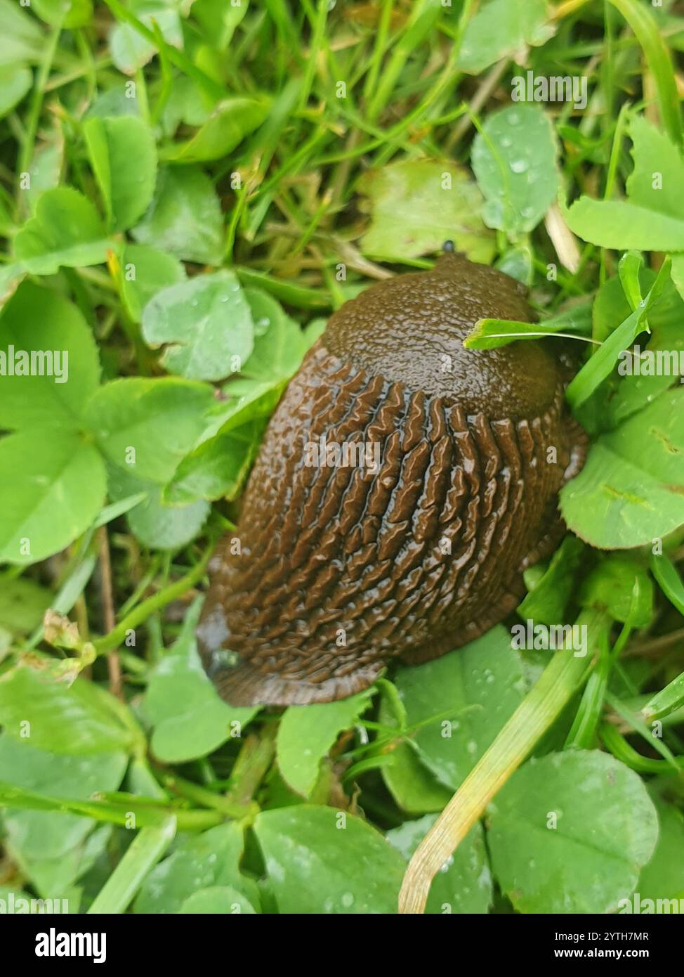 Spanish Slug (Arion vulgaris Stock Photo - Alamy
