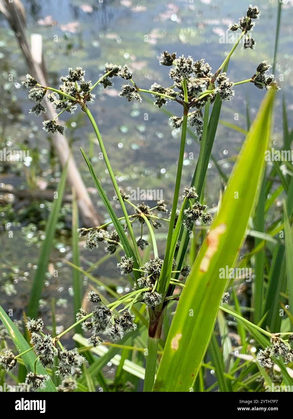 Panicled Bulrush (Scirpus microcarpus Stock Photo - Alamy