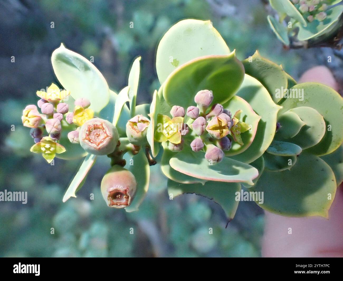 Cape Sumach (Colpoon compressum Stock Photo - Alamy