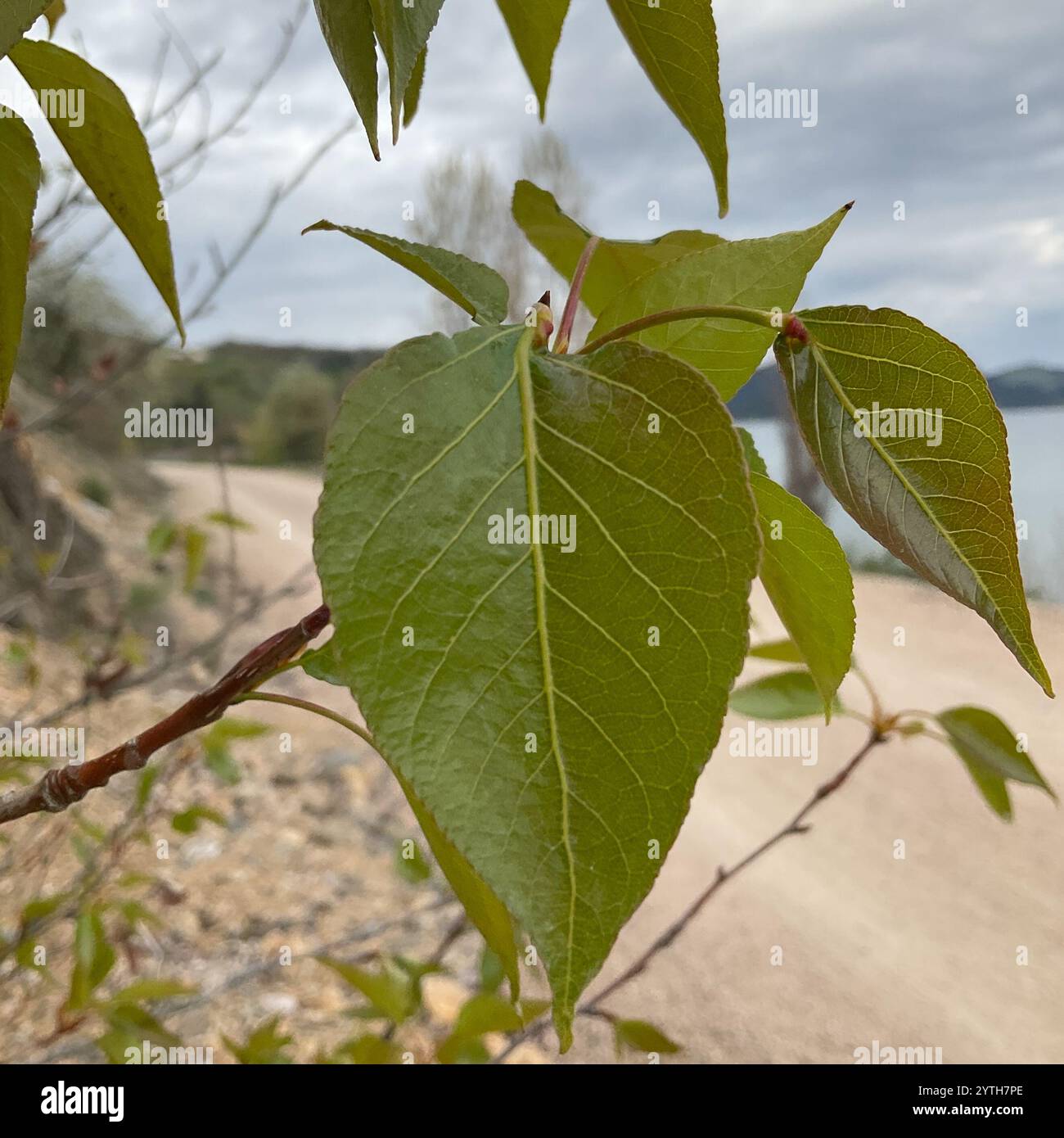 black cottonwood (Populus trichocarpa Stock Photo - Alamy