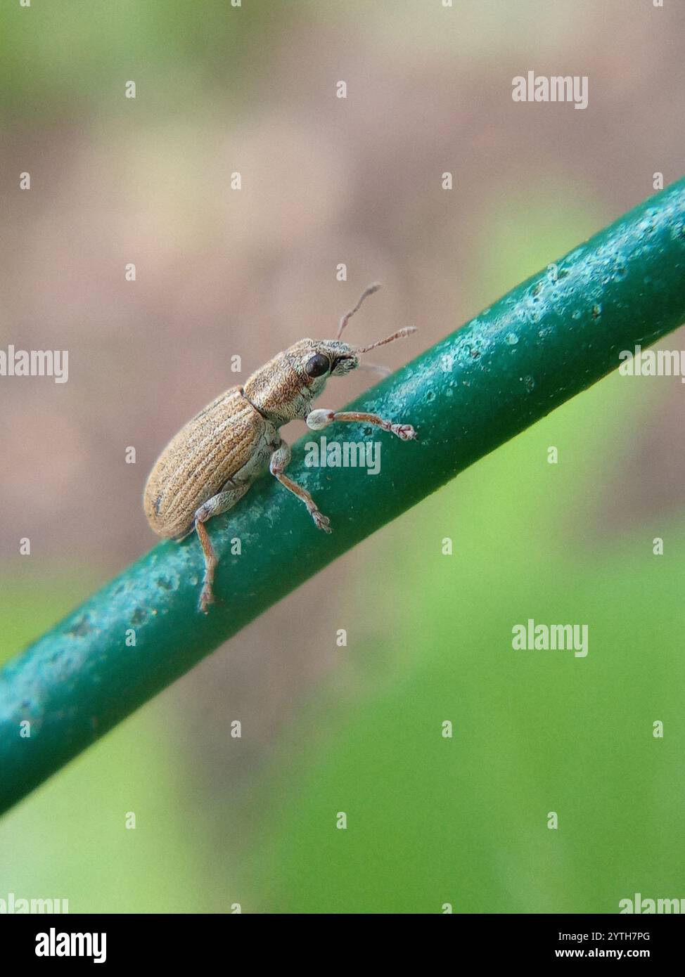 Pea Weevil (Sitona lineatus Stock Photo - Alamy