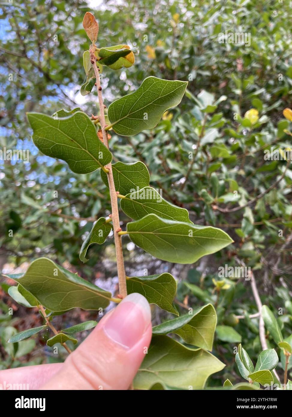 Quercus myrtifolia hi-res stock photography and images - Alamy