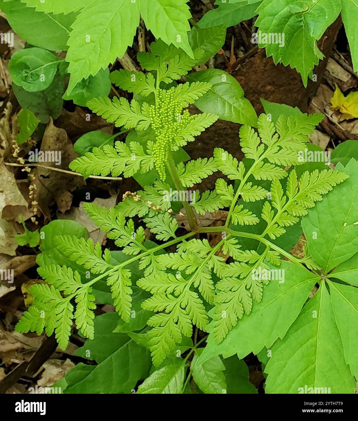 rattlesnake fern (Botrypus virginianus Stock Photo - Alamy
