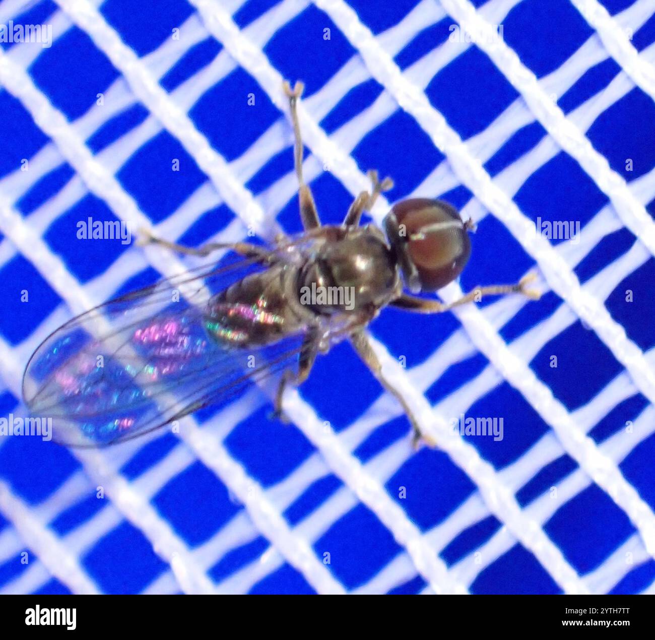 Pipunculidae hi-res stock photography and images - Alamy