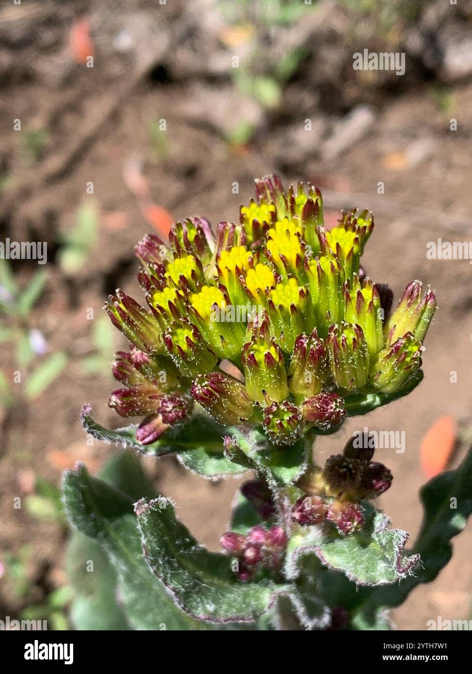 rayless ragwort (Senecio aronicoides Stock Photo - Alamy
