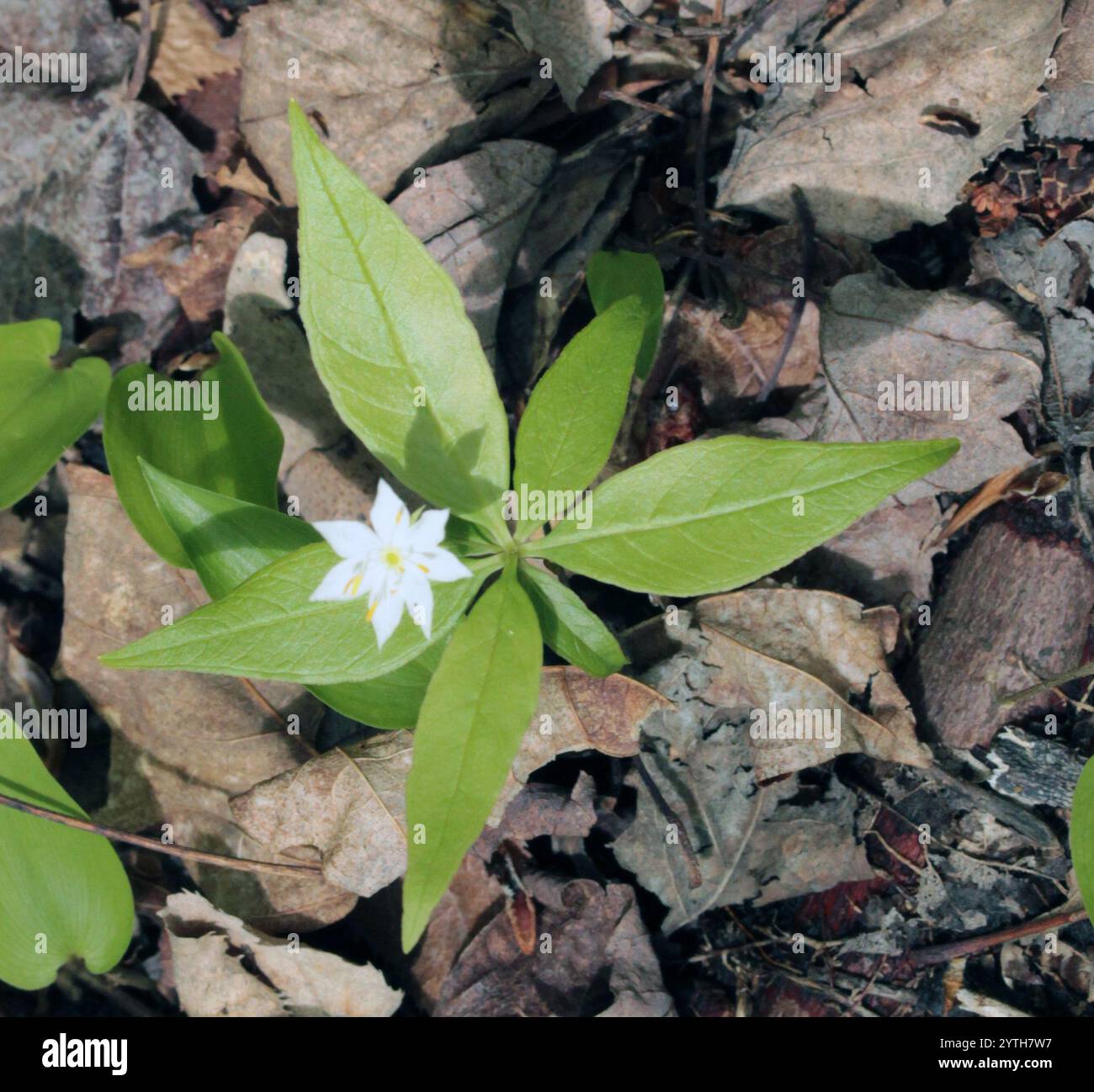 northern starflower (Lysimachia borealis Stock Photo - Alamy