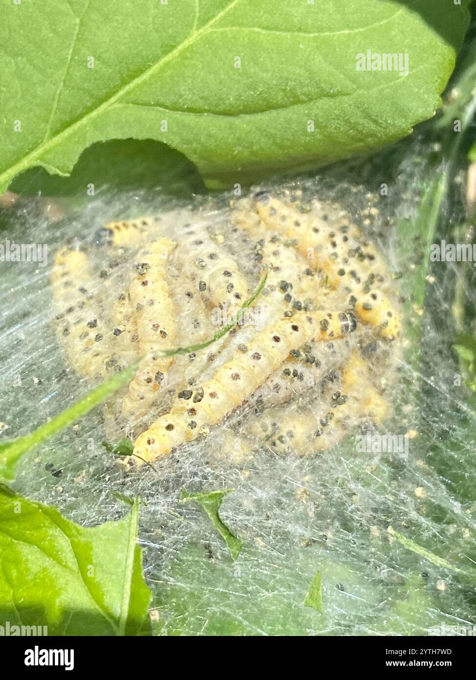 Spindle Ermine Moth (Yponomeuta cagnagella Stock Photo - Alamy
