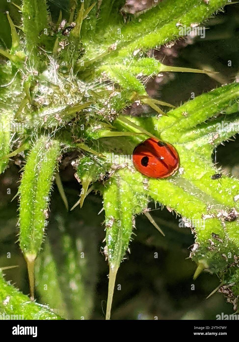 Two-spotted Lady Beetle (Adalia bipunctata Stock Photo - Alamy