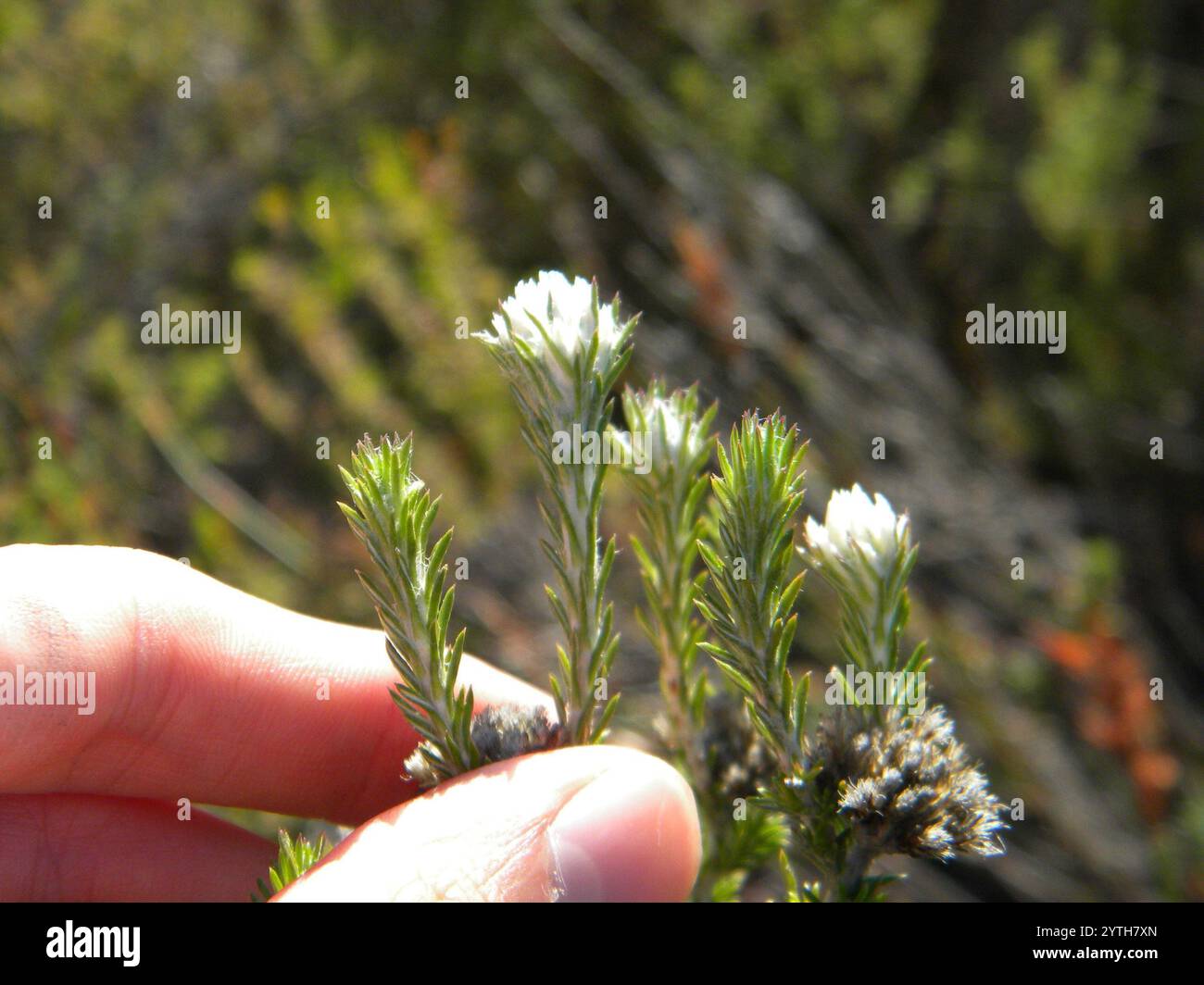 Hairy Hardleaf (Phylica imberbis Stock Photo - Alamy
