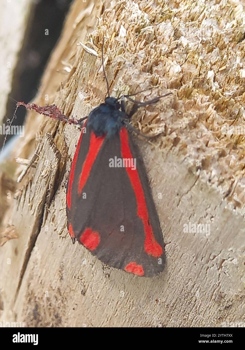 Cinnabar moth (Tyria jacobaeae Stock Photo - Alamy