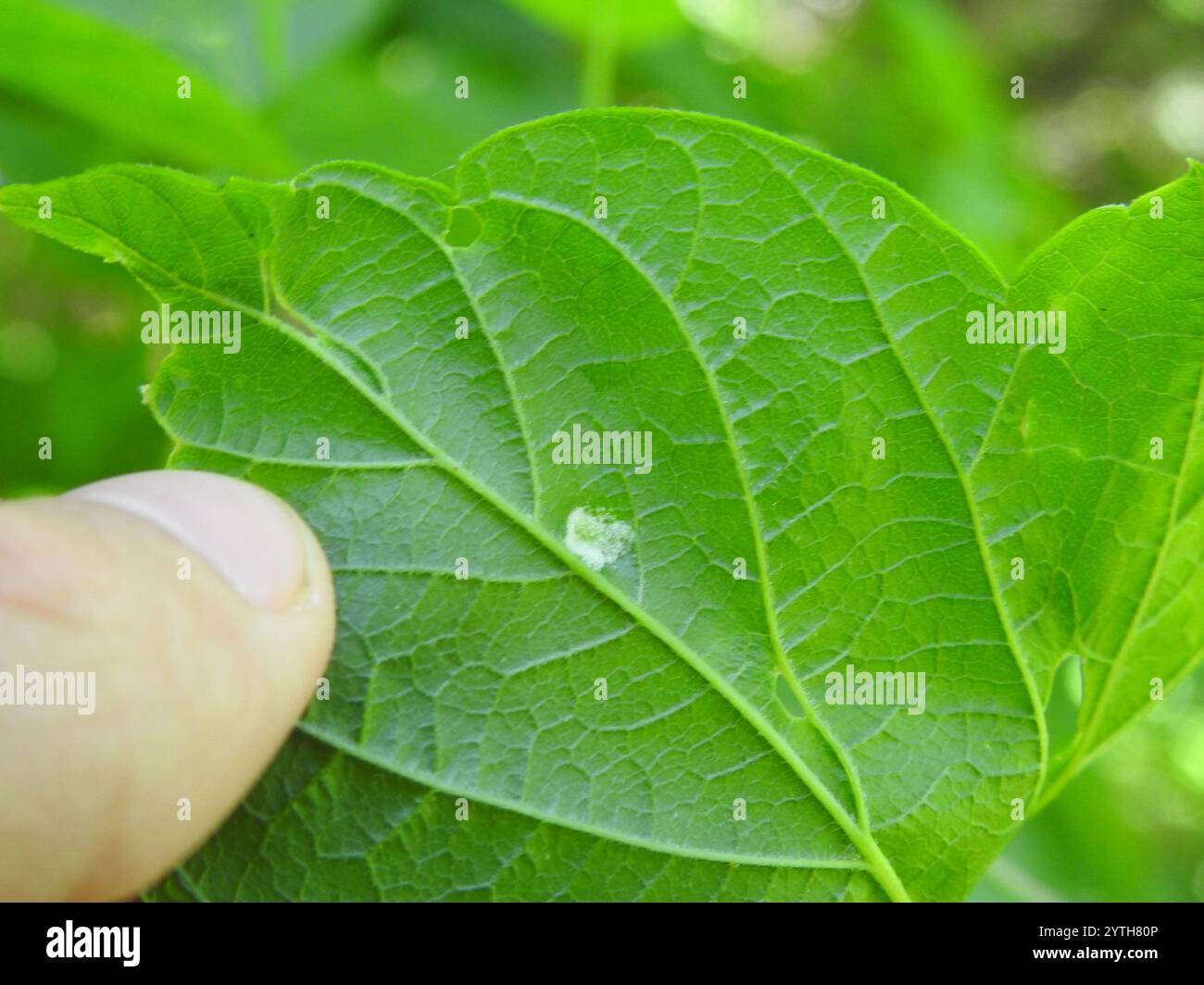 box elder pouch gall mite (Aceria negundi Stock Photo - Alamy
