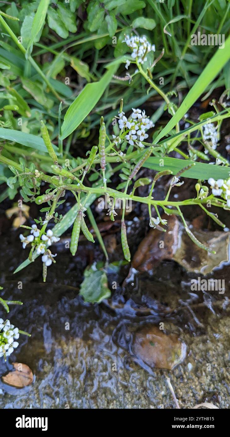 watercress (Nasturtium officinale Stock Photo - Alamy