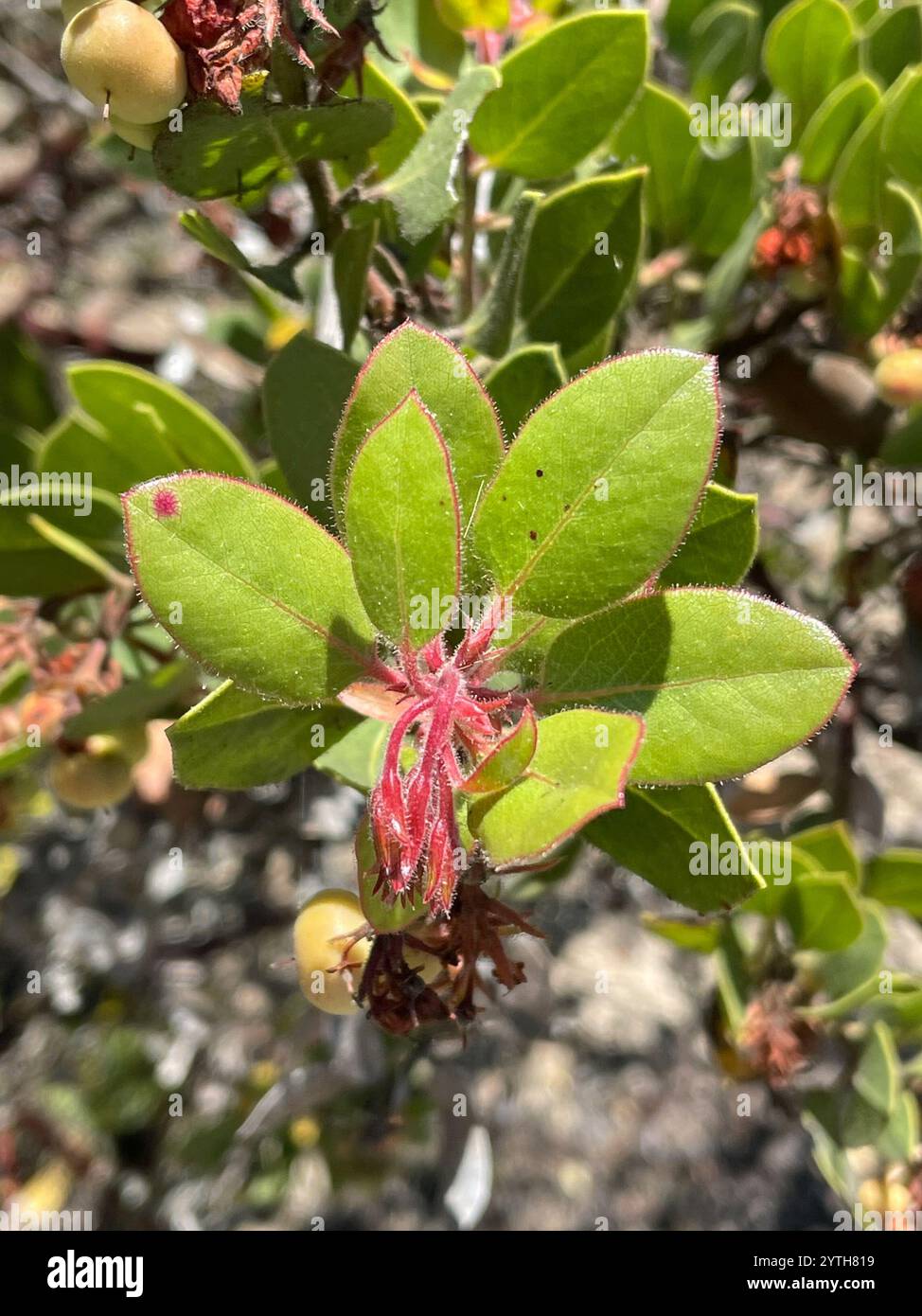 Toro manzanita (Arctostaphylos montereyensis Stock Photo - Alamy