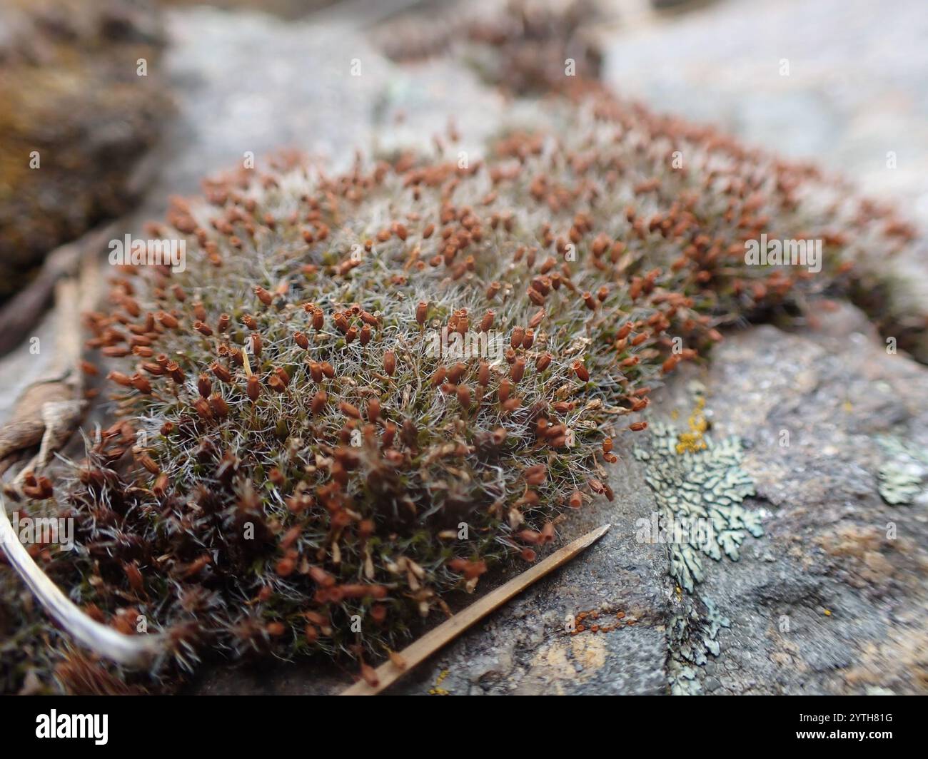 Steppe mouse-moss (Coscinodon calyptratus Stock Photo - Alamy