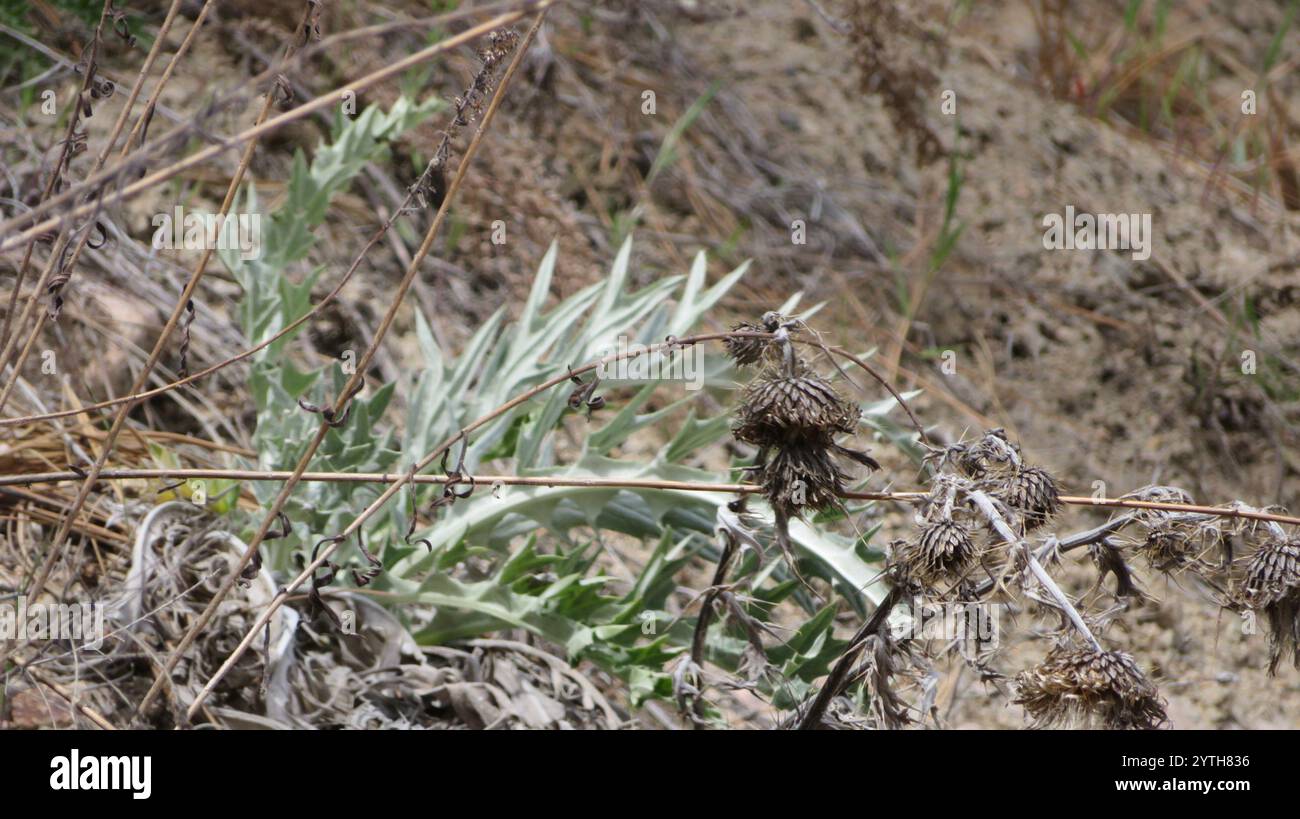 wavyleaf thistle (Cirsium undulatum Stock Photo - Alamy