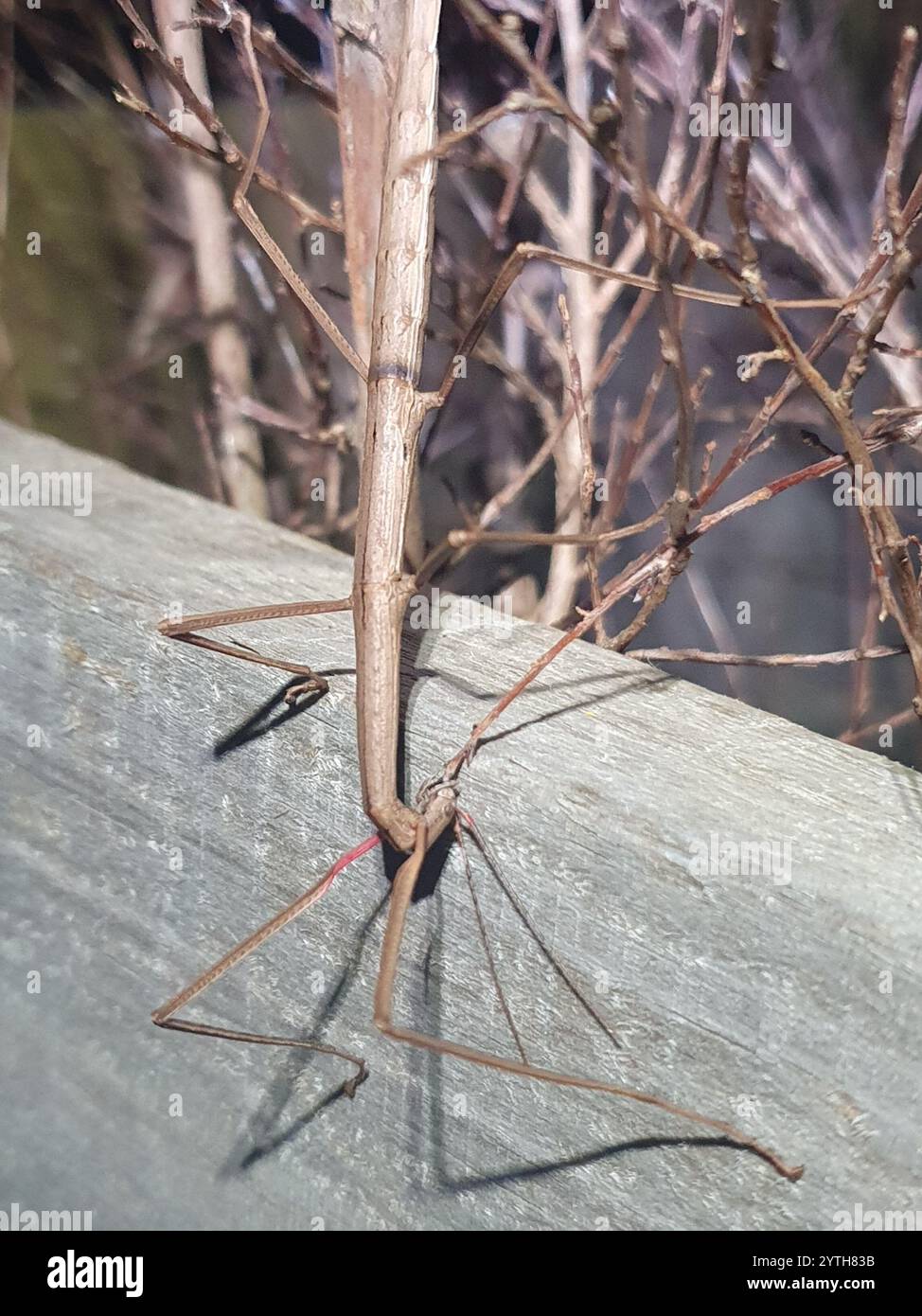 Smooth Stick Insect (Clitarchus hookeri Stock Photo - Alamy