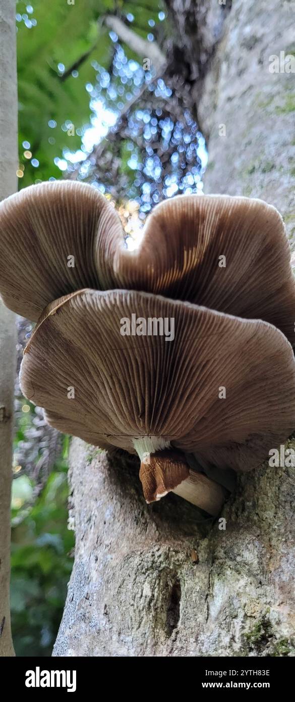 Cyclocybe parasitica hi-res stock photography and images - Alamy