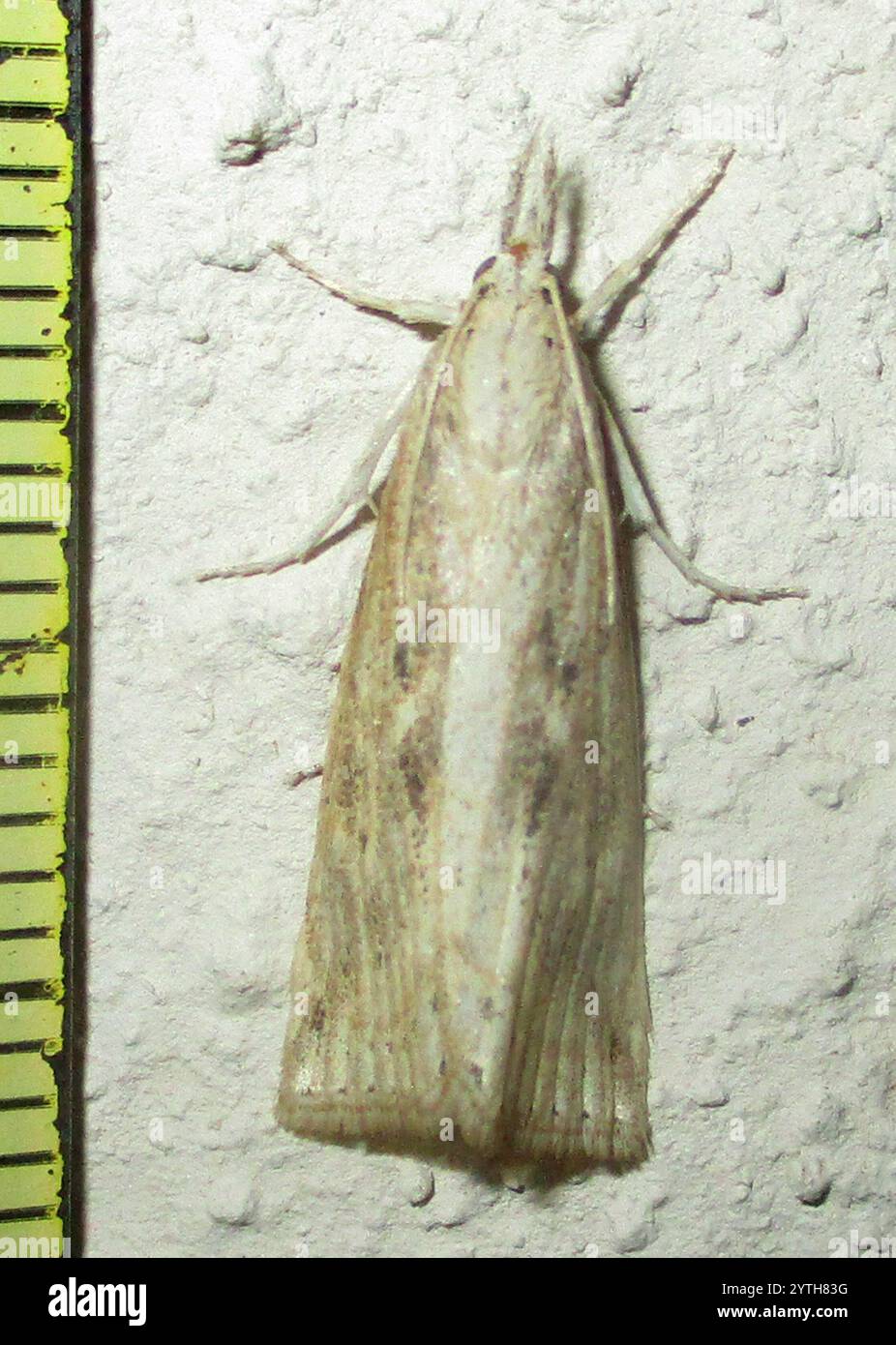 Chilo hi-res stock photography and images - Alamy