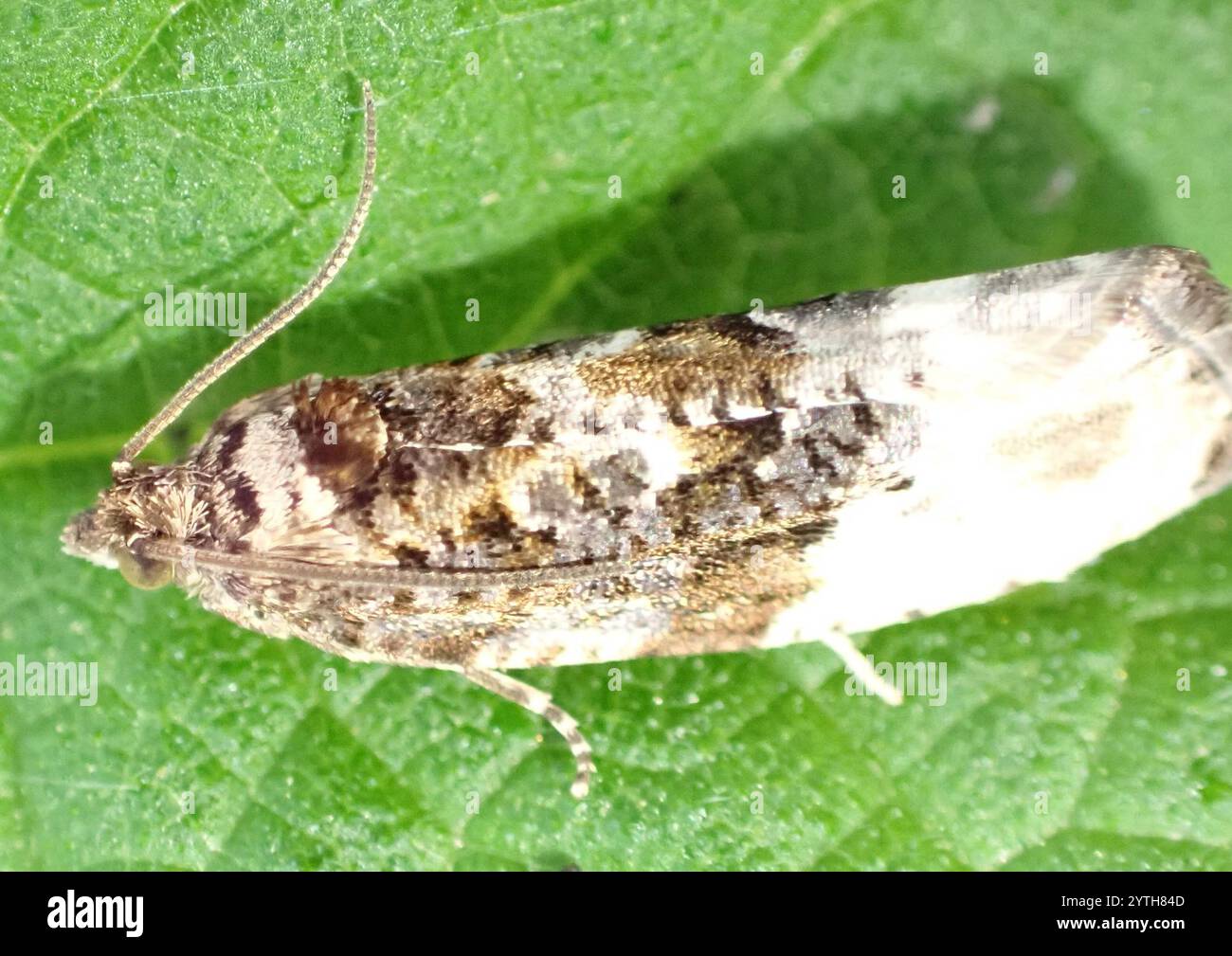 Green Budworm Moth (Hedya nubiferana Stock Photo - Alamy