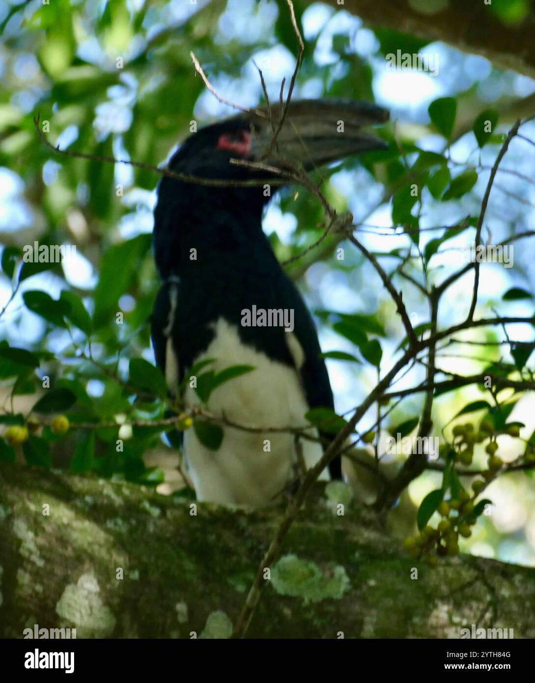 Trumpeter Hornbill (Bycanistes bucinator Stock Photo - Alamy
