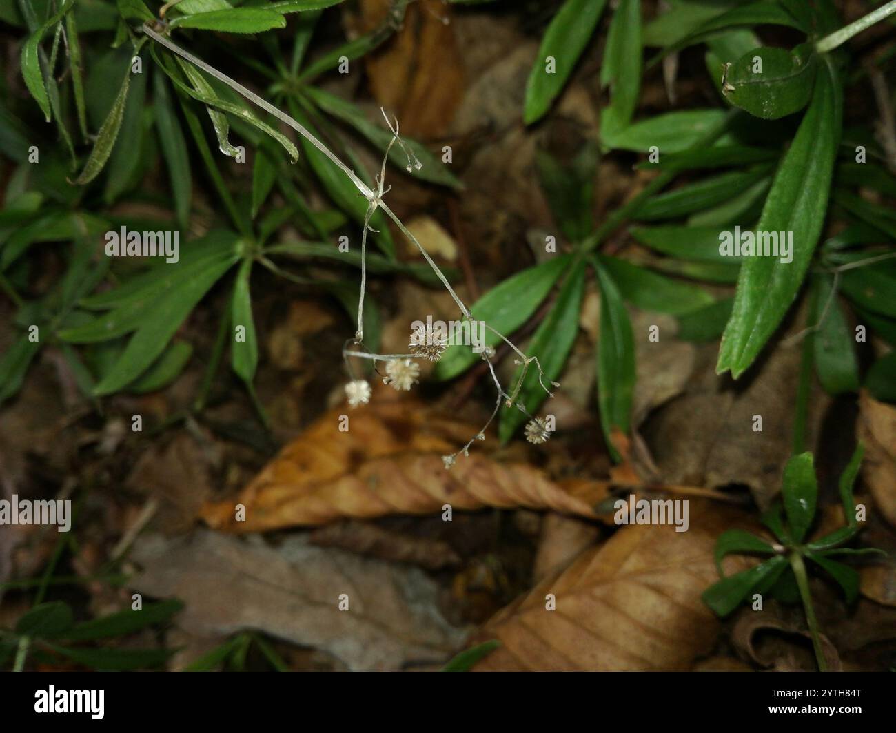 Wood Bedstraw (Galium sylvaticum Stock Photo - Alamy