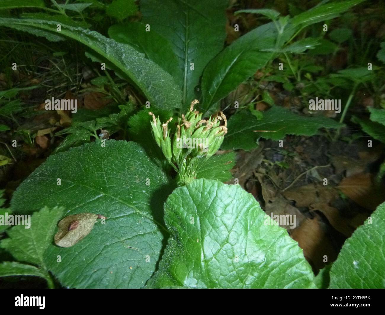 Oxlip (Primula elatior Stock Photo - Alamy
