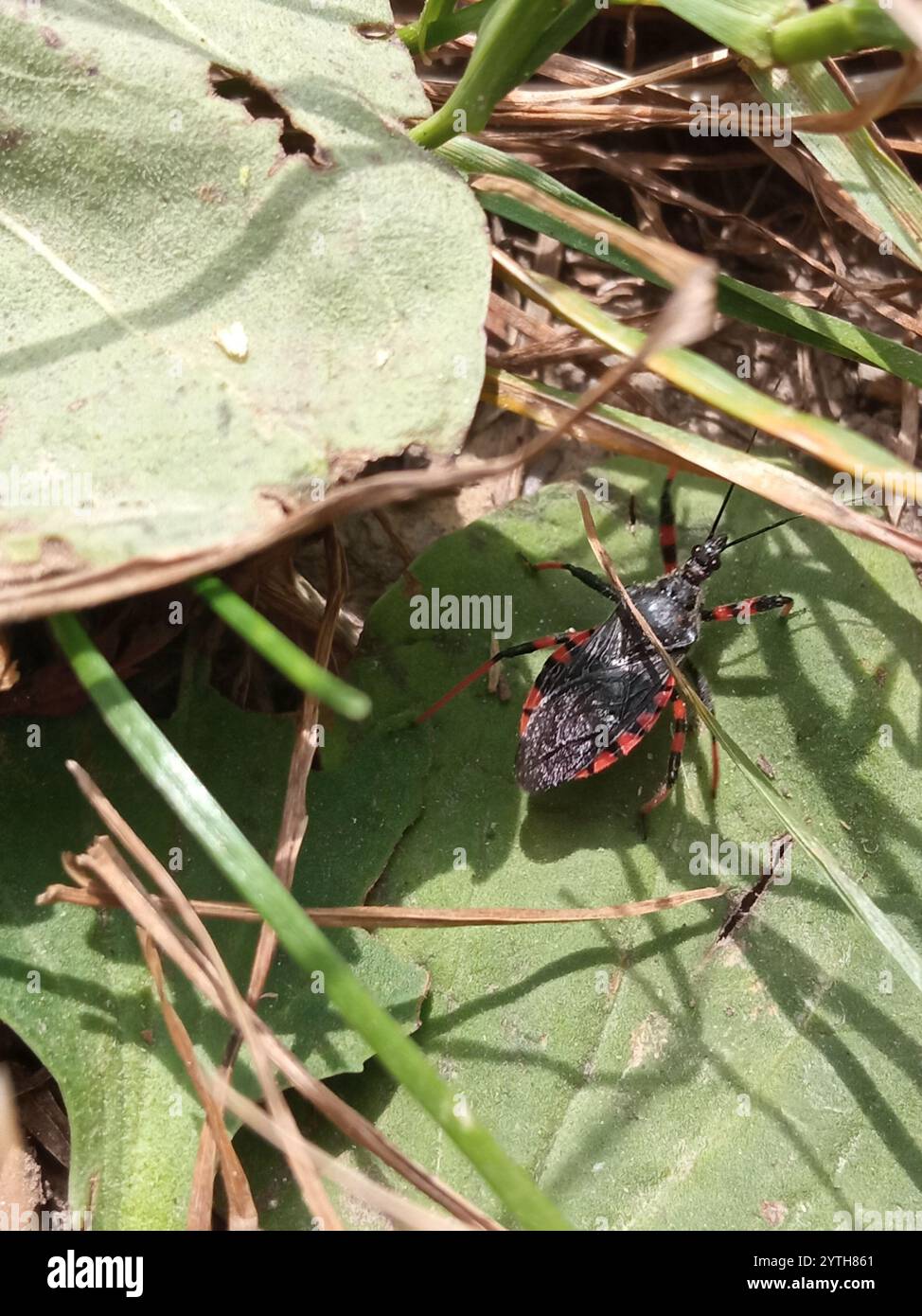 Rhynocoris annulatus hi-res stock photography and images - Alamy