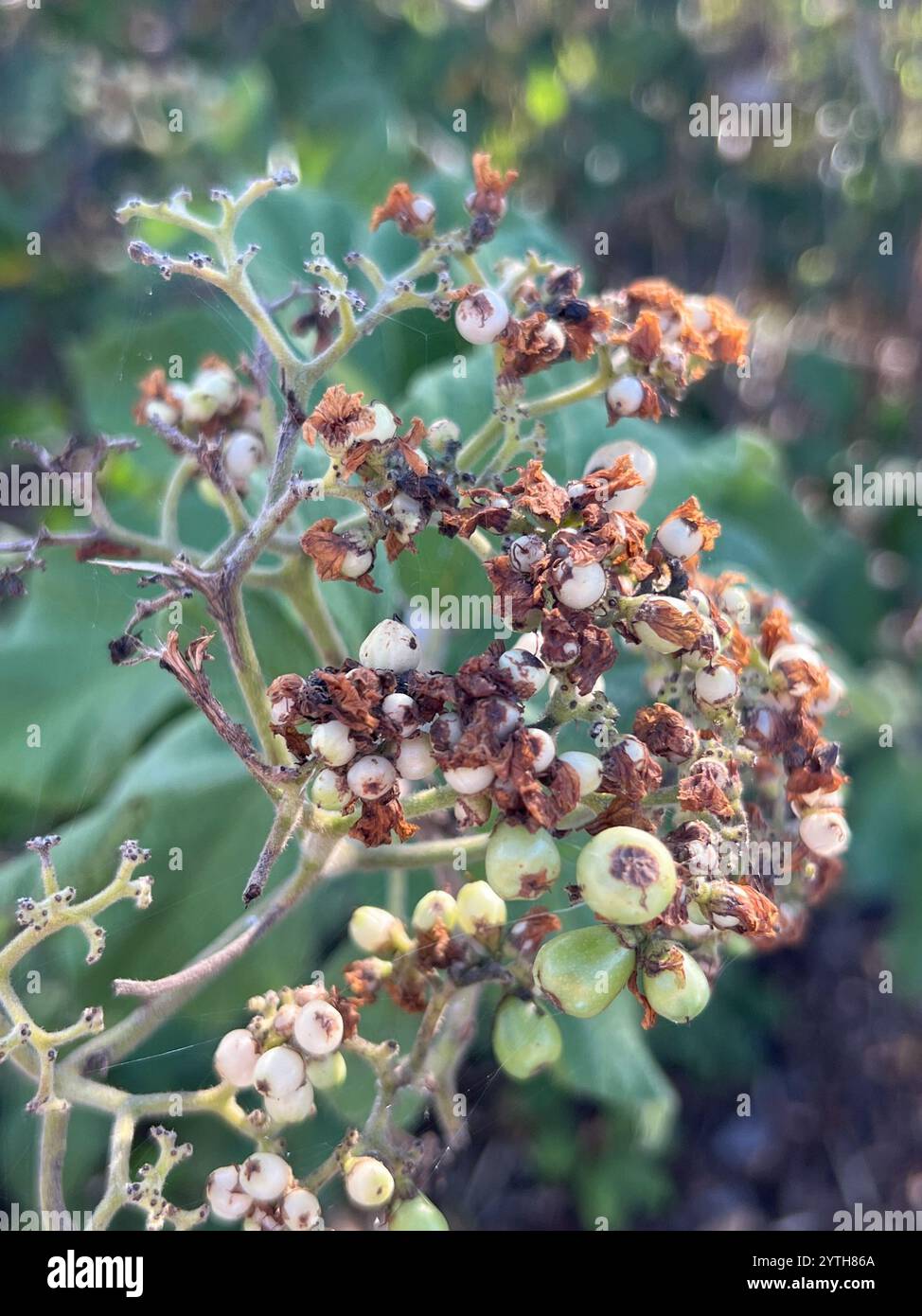 White manjack hi-res stock photography and images - Alamy