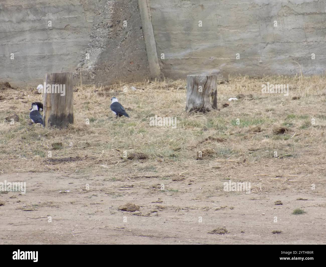 Daurian Jackdaw (Coloeus dauuricus Stock Photo - Alamy