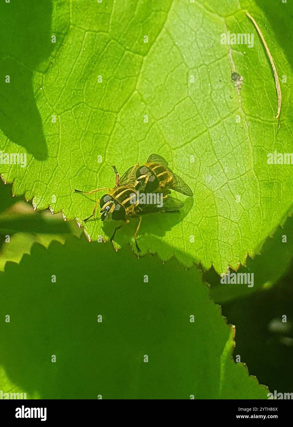 Sun Fly (Helophilus pendulus Stock Photo - Alamy