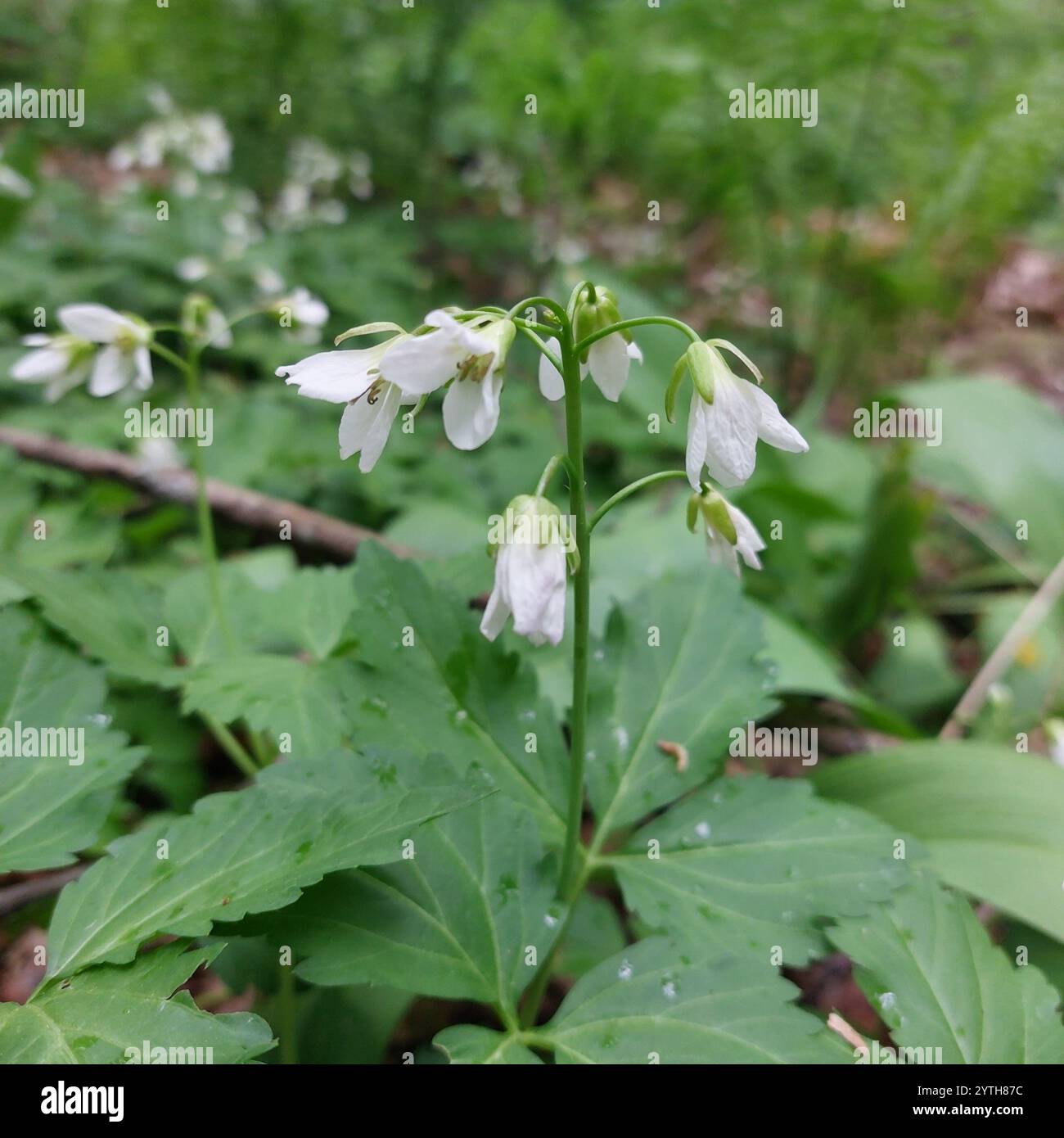 Two-leaved Toothwort (Cardamine diphylla Stock Photo - Alamy