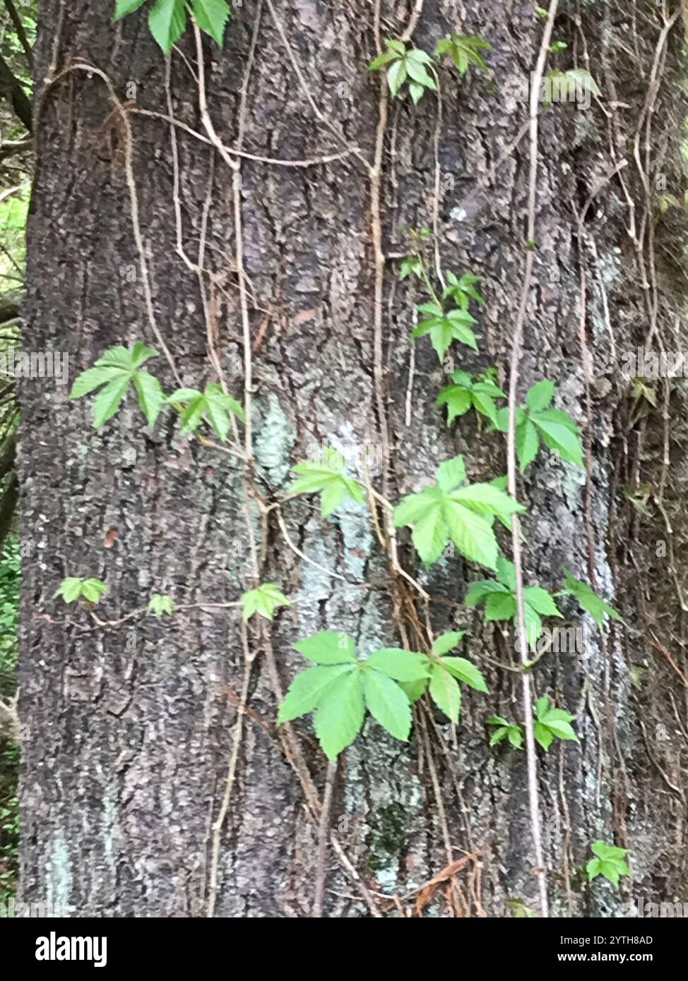 Virginia creeper (Parthenocissus quinquefolia Stock Photo - Alamy
