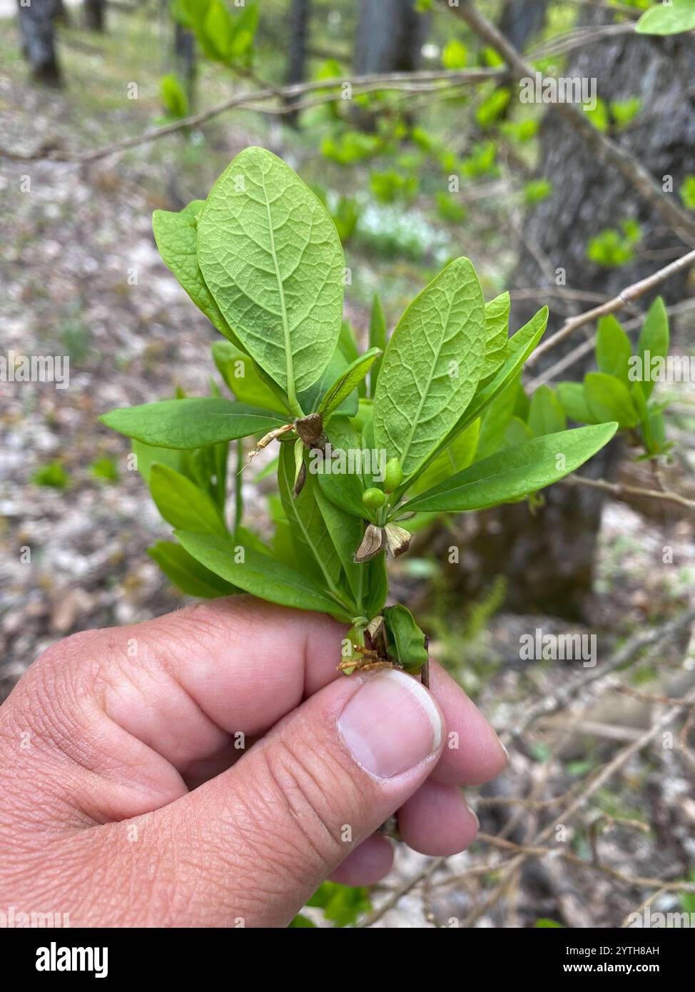 eastern leatherwood (Dirca palustris Stock Photo - Alamy