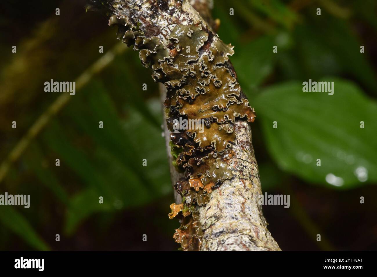 tree pelt lichen (Peltigera collina Stock Photo - Alamy
