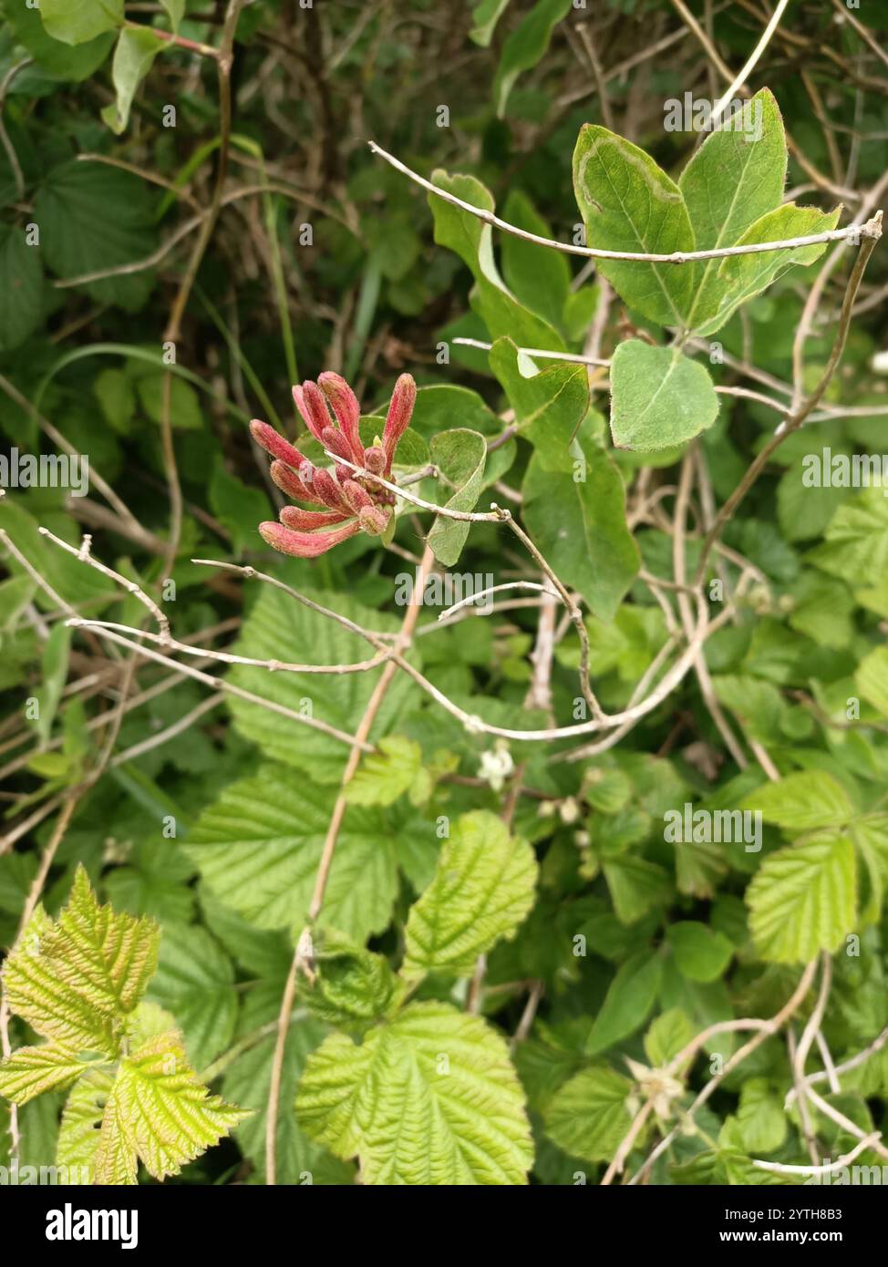 Common Honeysuckle (Lonicera periclymenum Stock Photo - Alamy