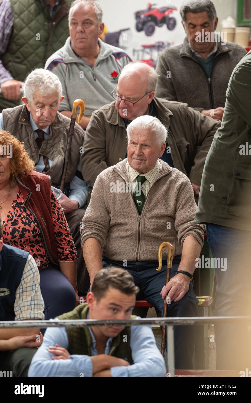 Sale of North of England mule gimmer lambs at Hawes, North Yorkshire ...
