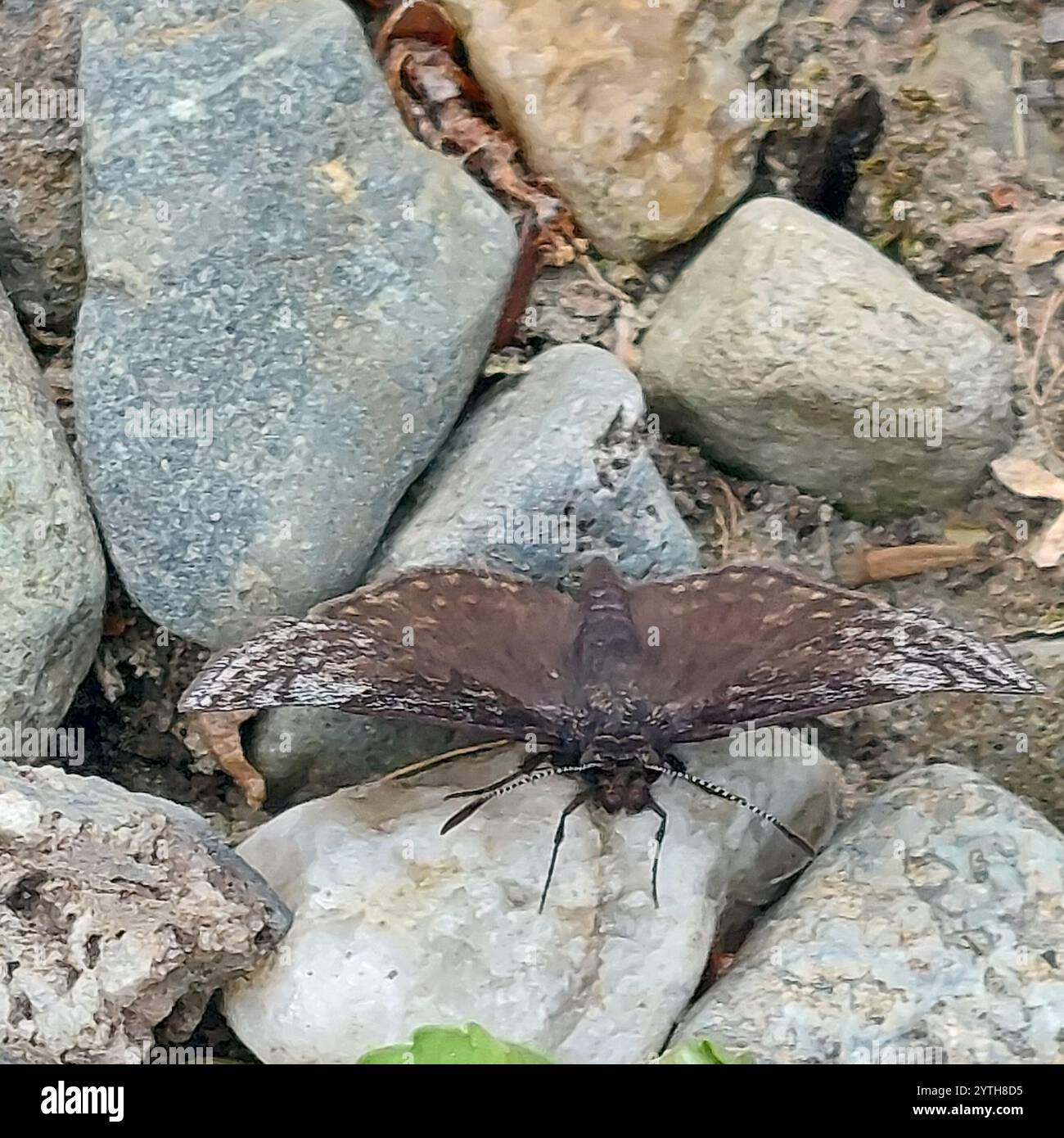 Dreamy Duskywing (Erynnis icelus Stock Photo - Alamy