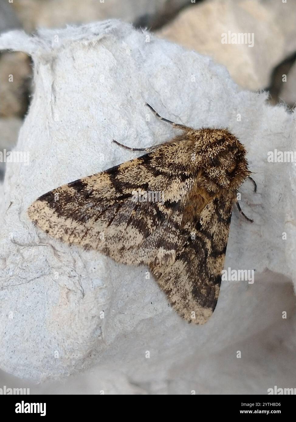 Brindled Beauty Moth (Lycia hirtaria Stock Photo - Alamy