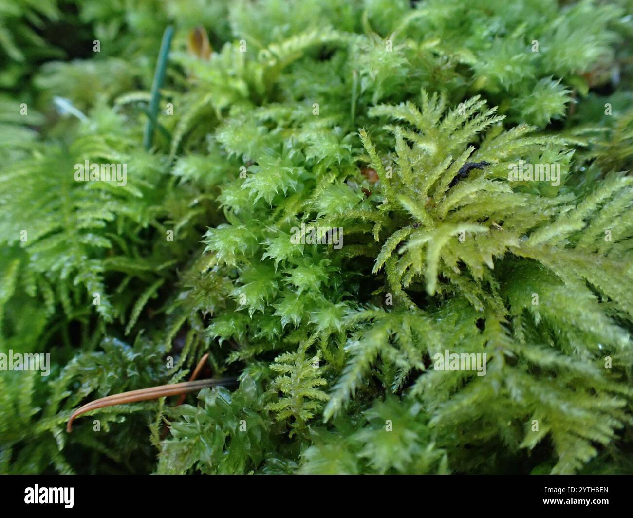 magnificent leafy moss (Plagiomnium venustum Stock Photo - Alamy