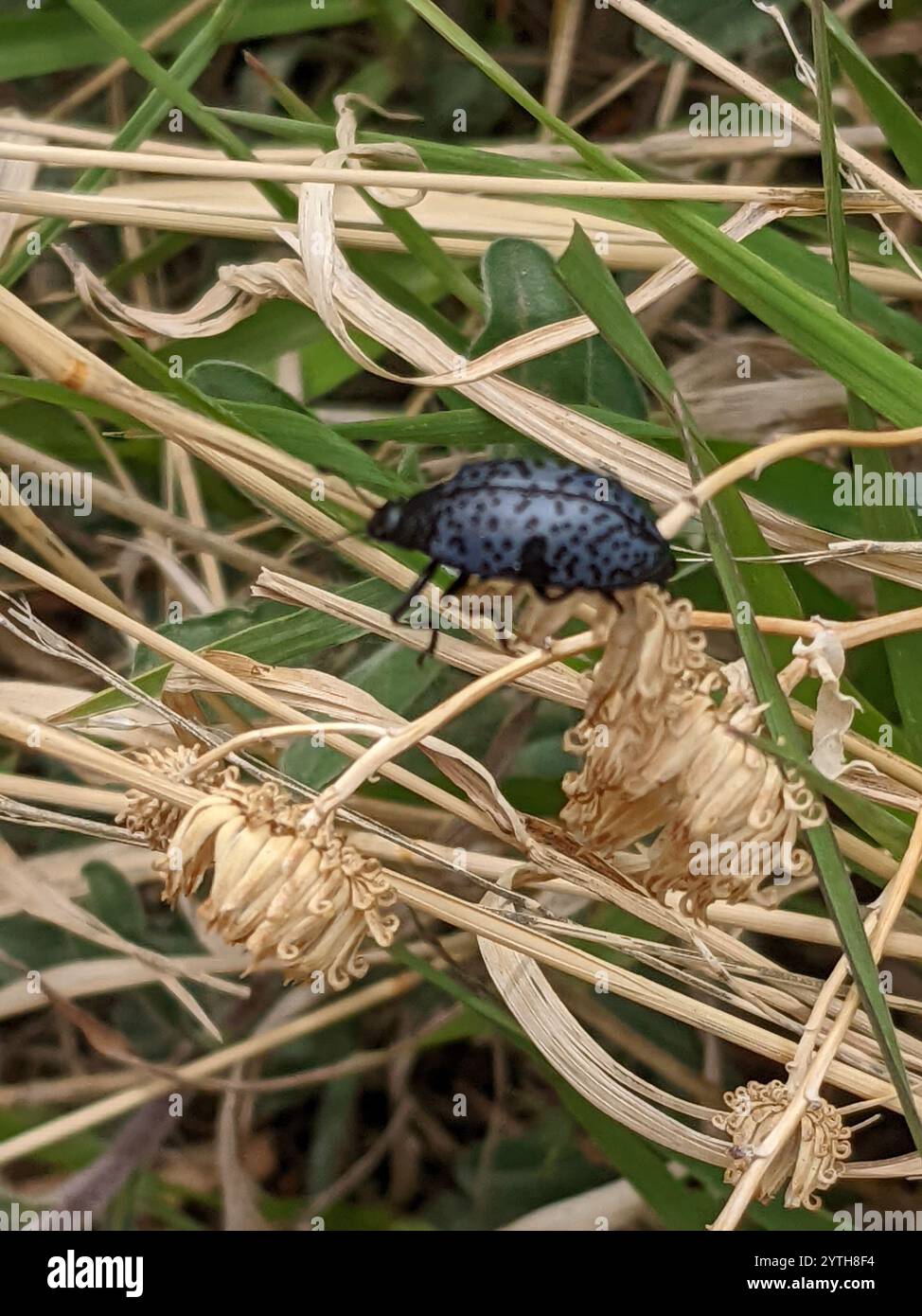 Blue Fungus Beetle (Cypherotylus californicus Stock Photo - Alamy