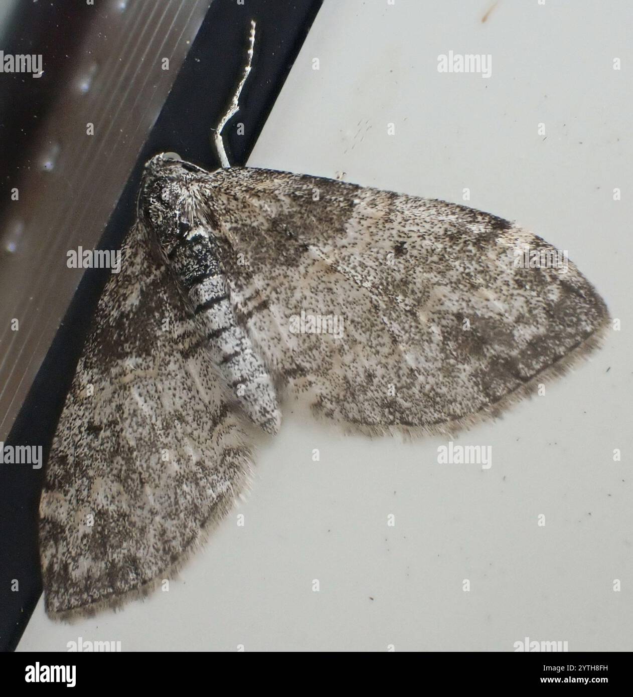 The Seraphim (Lobophora halterata Stock Photo - Alamy
