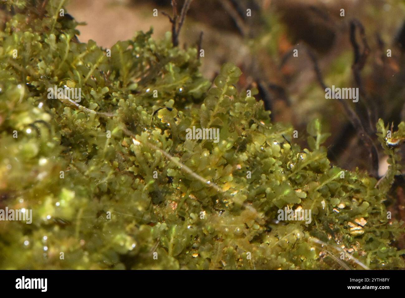 Square-leaved Crestwort (Chiloscyphus polyanthos Stock Photo - Alamy