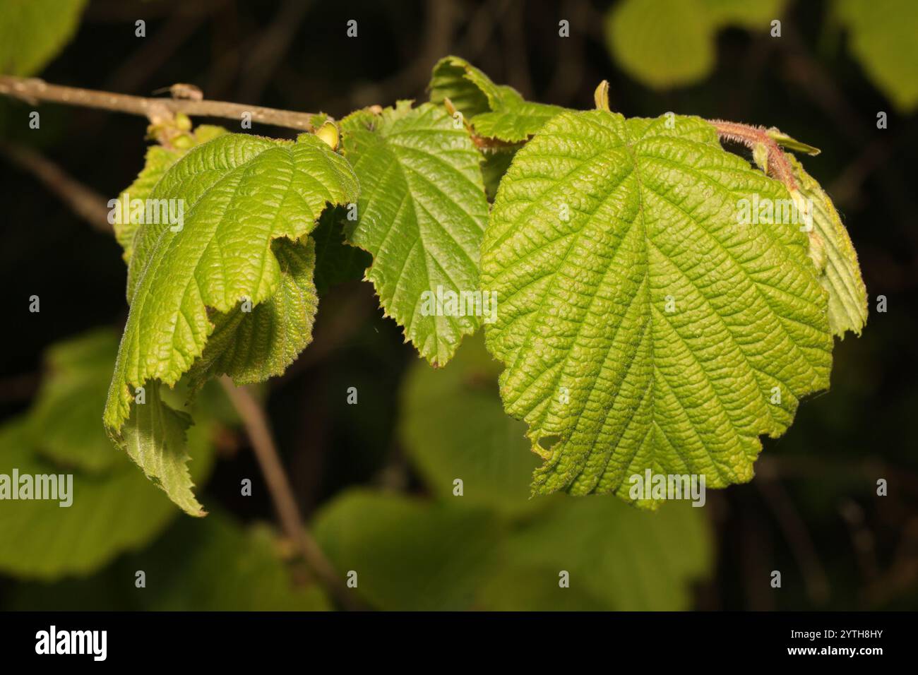 common hazel (Corylus avellana Stock Photo - Alamy