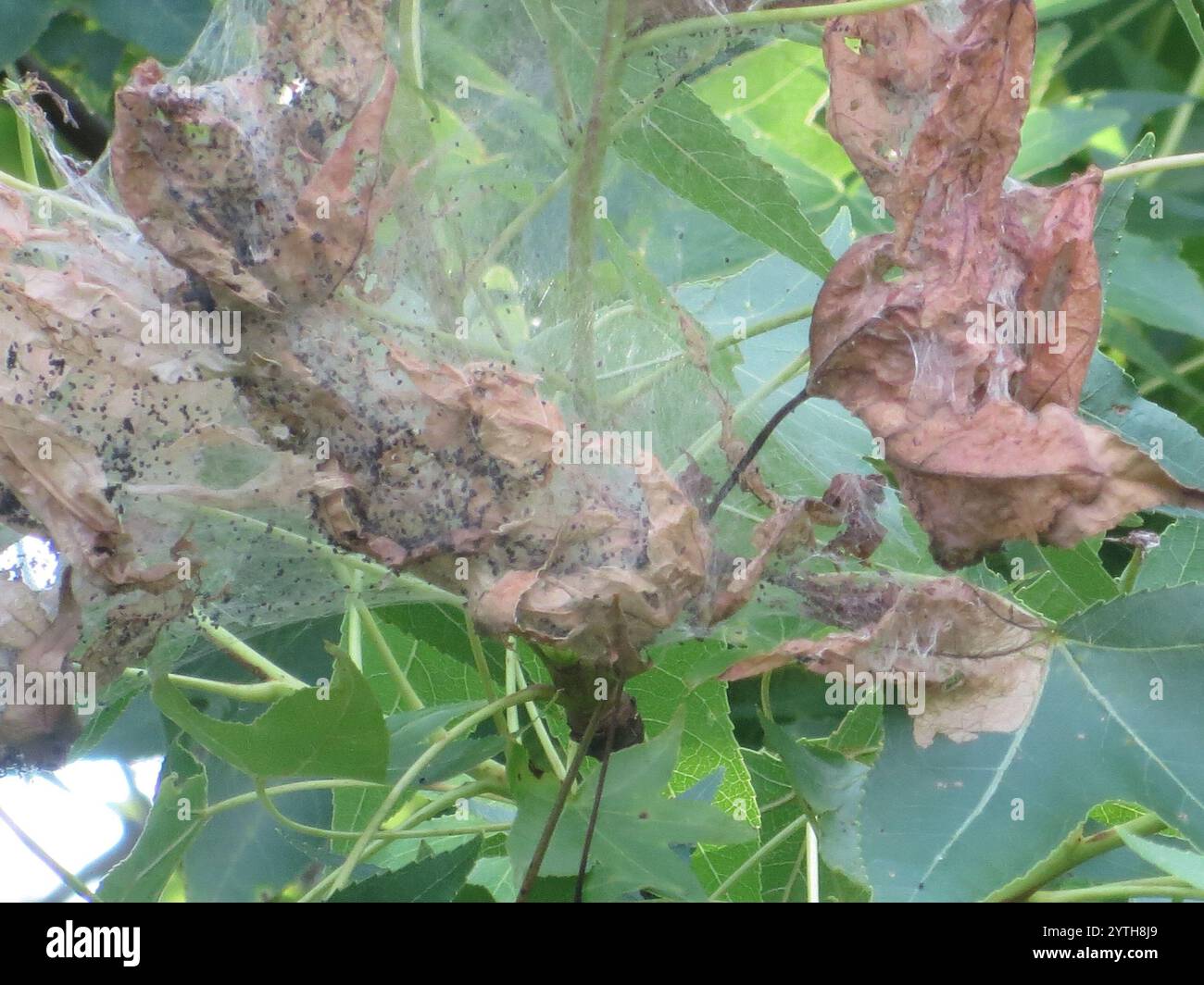 Fall Webworm Moth (Hyphantria cunea Stock Photo - Alamy