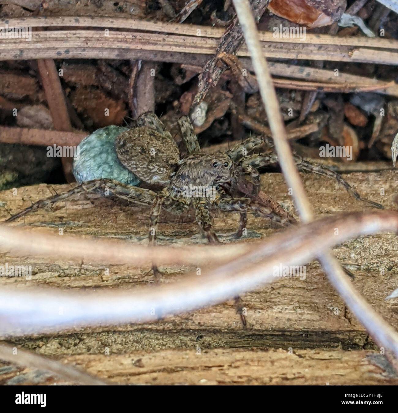 Thin-legged Wolf Spiders (Pardosa Stock Photo - Alamy